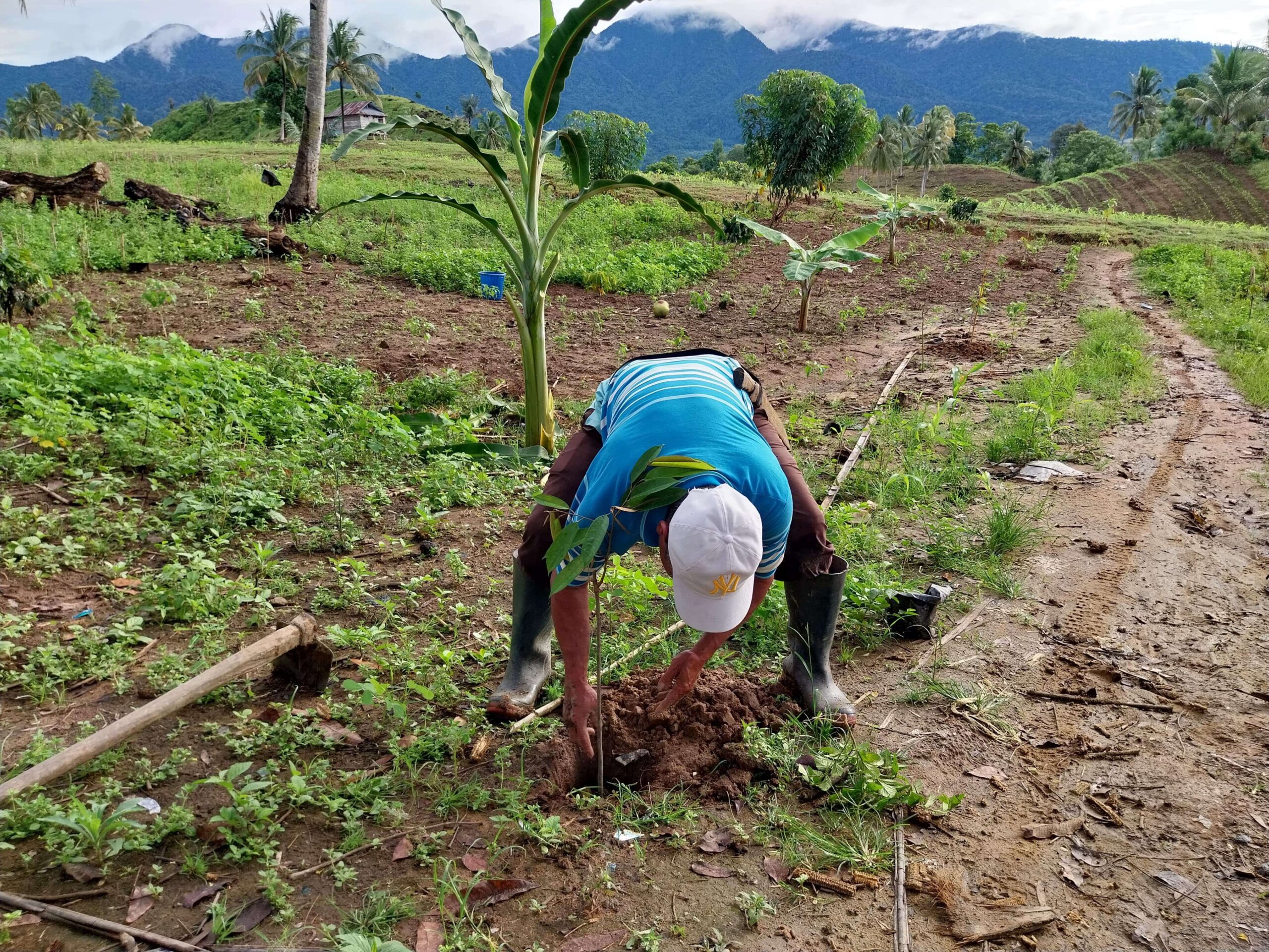 Demplot Desa Bontula Ditanami Tanaman Tahunan Jaga Konservasi - SGP ...